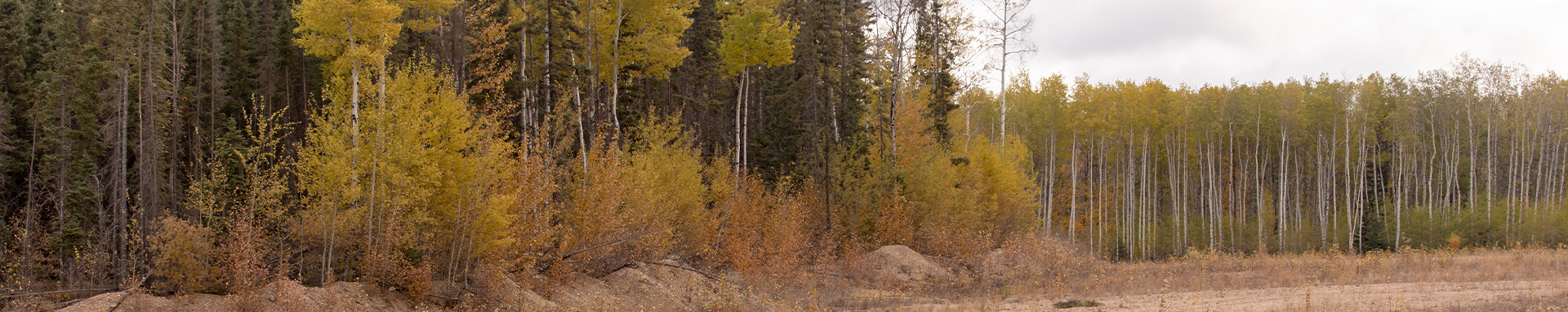 Contamination Management Policy and Guidelines | Alberta Energy Regulator